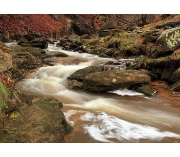 Wild Wiske Revival Project To Improve Water Quality