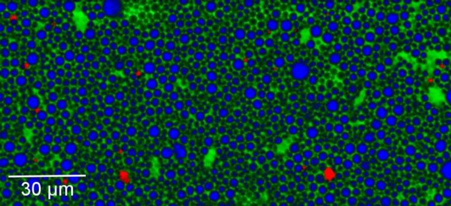Witec Suite Five Data Acquisition Evaluation And Processing Software For Witec Microscopes