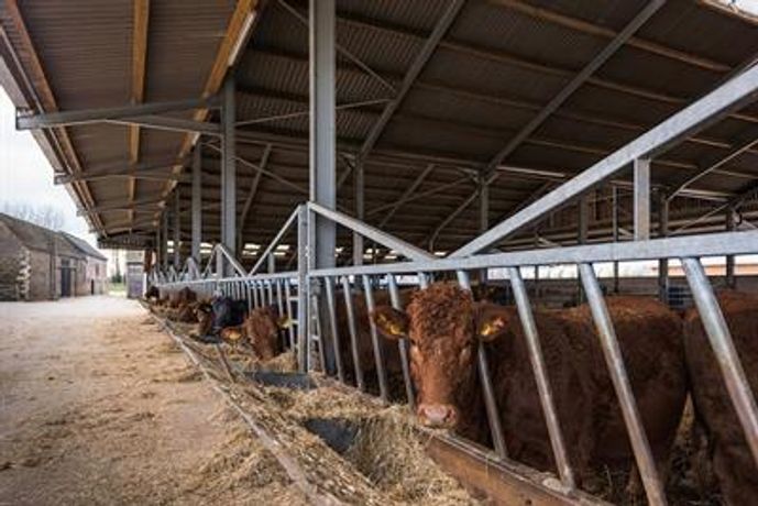 Beef Cattle Housing