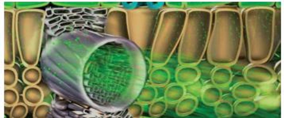 Manni-Plex® - Vegetables - Foliar Nutrition By Brandt ...