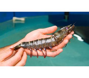 Shrimp Broodstock Diets