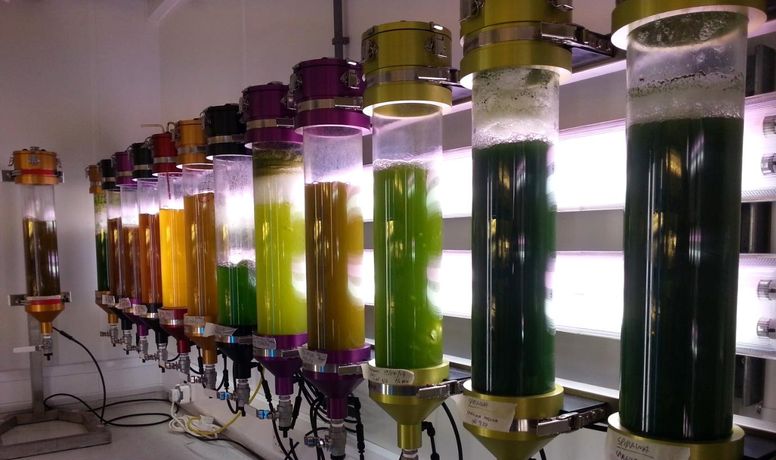Phyco-Bubble - Algae Photobioreactors - Column Photobioreactor By Varicon Aqua Solutions Ltd
