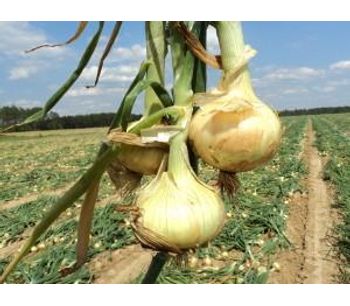 Nicholson Star - Onion Equipmen - Starlifter By Nicholson ...