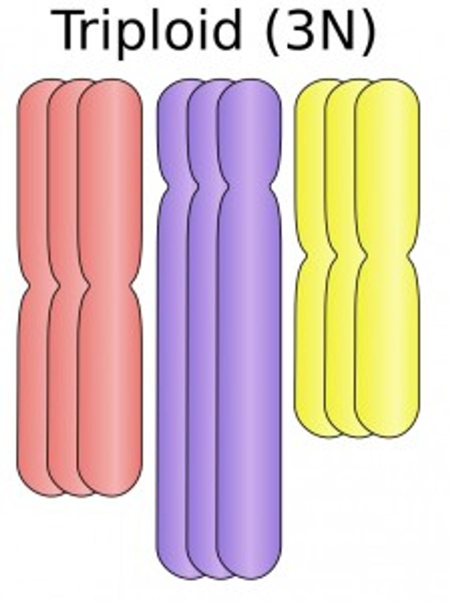 Aquasearch TRIP Triploid Rainbow Trout Egg