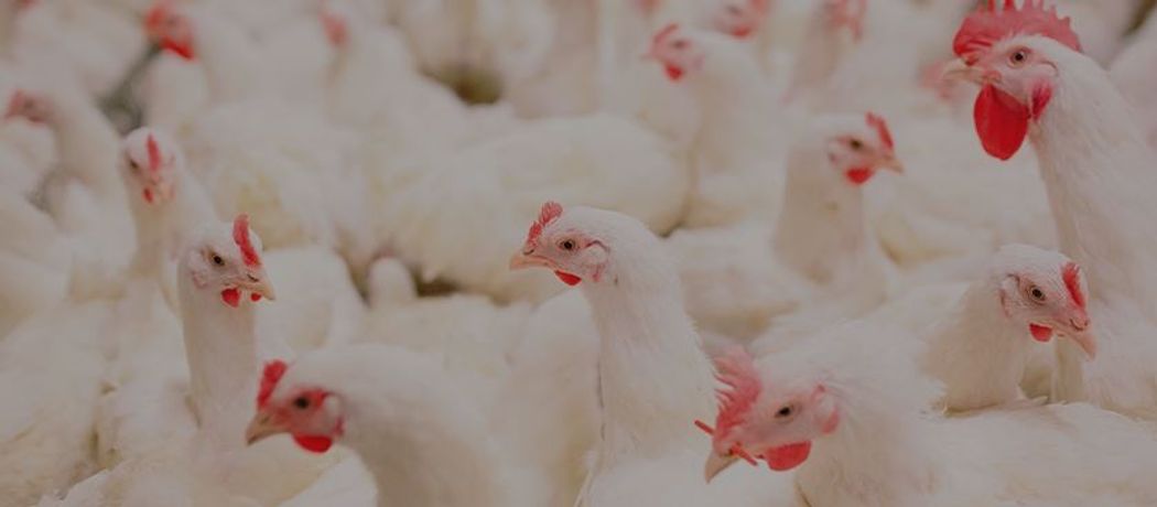 Envirotech Perasan A Peracetic Acid (PAA) Antimicrobial Formulation