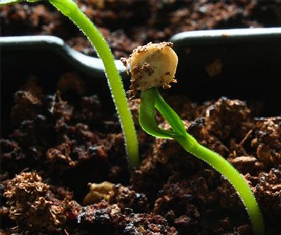 Nutrien - Seed By Nutrien Ag Solutions, Inc.