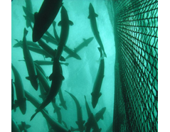 Spotter Buoy - Sofar - Sofar Marine Sensing Devices - Open Ocean ...