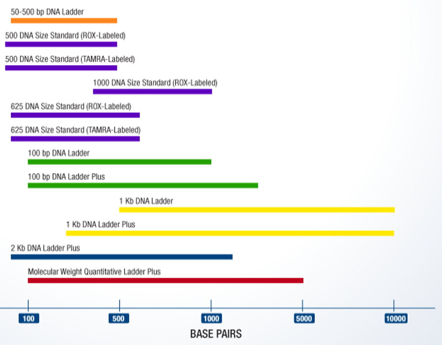 Molecular - Molecular Biology Products - DNA Markers And ...