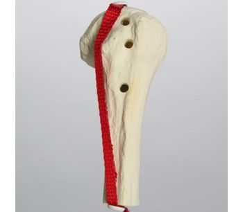 Sawbones - 1019-38 - Biceps Tendon Model, Solid Foam By Sawbones