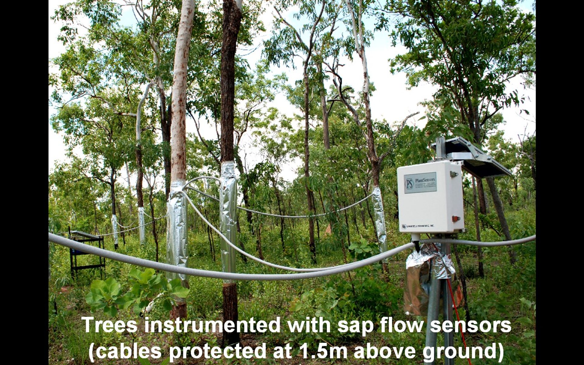 Plantsensors Ps Gp3 5x2 Granier Tdp Sap Flow Sensor By