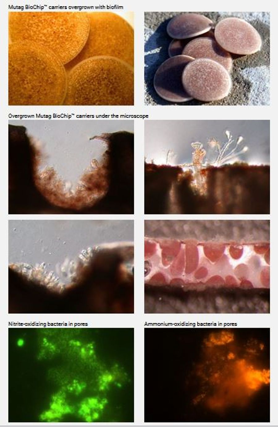 Mutag Biochip 30TM High-Performance Water Treatment Biofilm Carrier