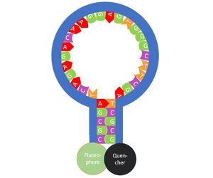 Molecular Beacon Probe Fluorescent Detection of DNA - Energy ...