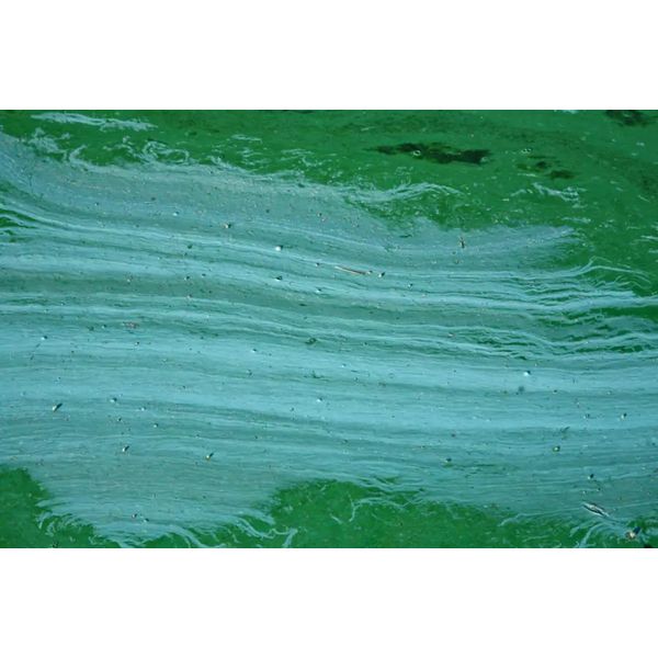 Blue Green Algae Treatment: Effective Solutions for Healthier Water