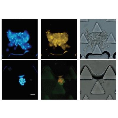 Creative-Bioarray Patterning Cell Using Hydrodynamic Traps