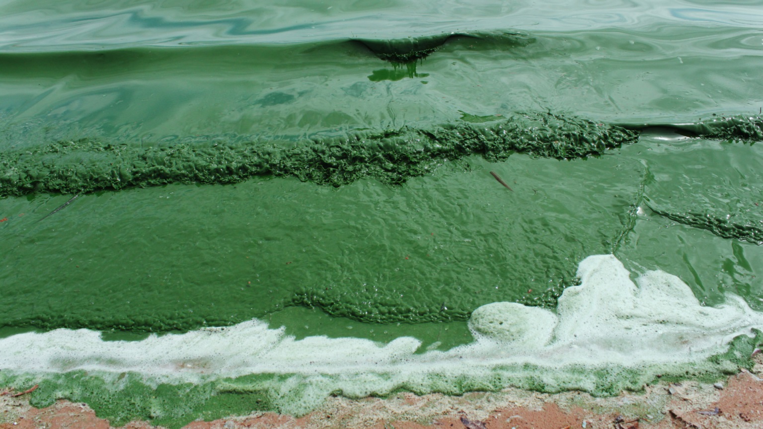 A Decade of Struggle: Newly Identified Causes of Severe Toxic Algal ...