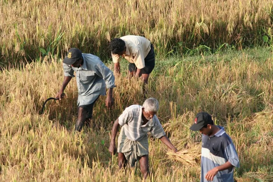 Smart farming transforms agriculture in Sri Lanka