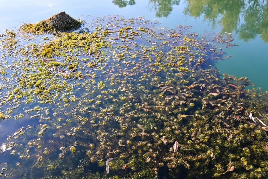 How Ultrasonic Waves Are Reinventing Algae Control in Ponds, Lagoons ...
